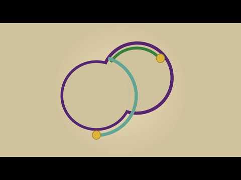 Mitochondrial DNA replication