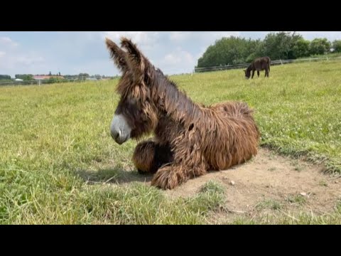 OSEL MINI FEST 2024 :: Osli-stezka