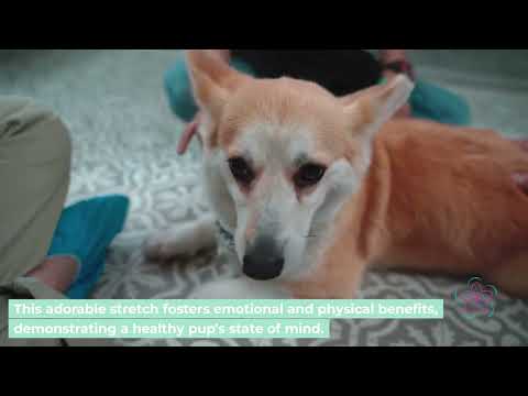 Pembroke vs Cardigan Corgis: Key Differences and Choosing Your Perfect
