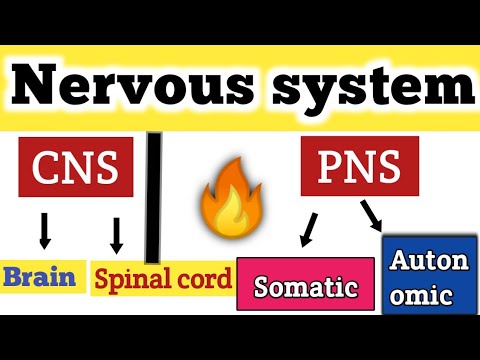 central nervous system Intro in urdu & hindi/ CNS & PNS system / peripheral nervous system in urdu .