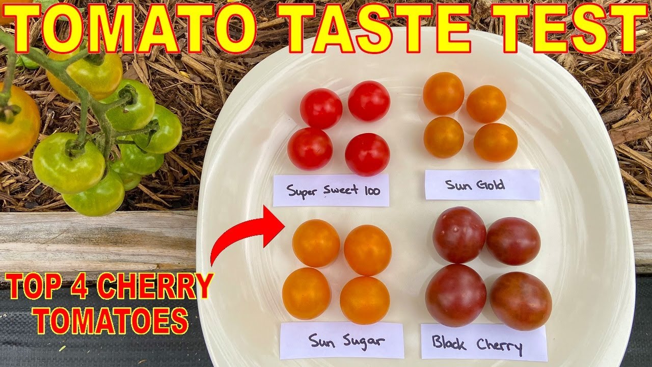 We Taste Tested The TOP 4 Cherry Tomato Varieties YOU Recommended: Here Are The Results!