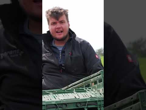 Kartoffeln pflanzen wie die Profis! 🥔🚜🌱 So gelingt der Anbau!
