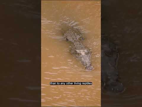 #9 Crocodiles are closely related to dinosaurs and birds #animal #discovery #discoverychannel