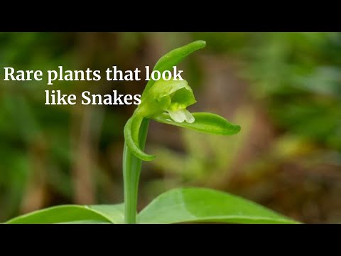 Rare plants that look like Snakes 🌱🌱