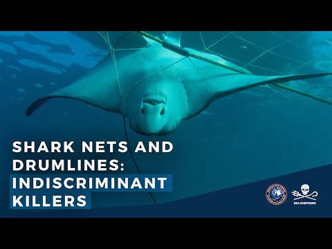 Shark Nets and Drumlines: Indiscriminate Killers
