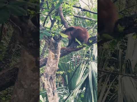 #coatimundi #playadelcarmen #mexico