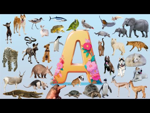 Discover the World of 'A' Animals abc | 34 Animals that Start with A Master Animals Vocabulary
