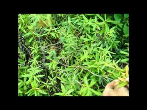 About Labrador Tea – The Real Know How