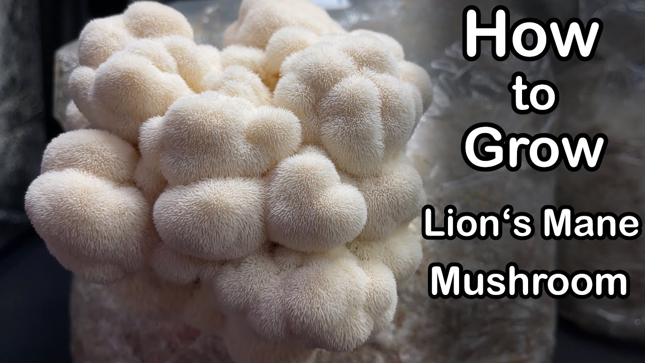 A Comprehensive Guide to Growing Lion's Mane Mushrooms at Home | Galaxy.ai