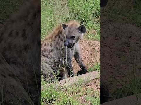 a hyena giving birth outside its nest