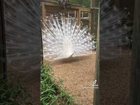 #zooatlanta #peacock #animals #georgia #atlanta #zoo #makeba #birds