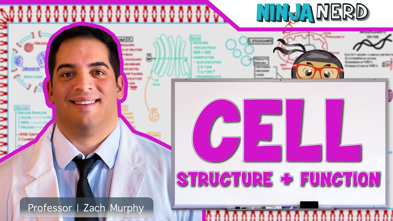 Understanding Cell Biology: Structure and Function of Cells | Galaxy.ai