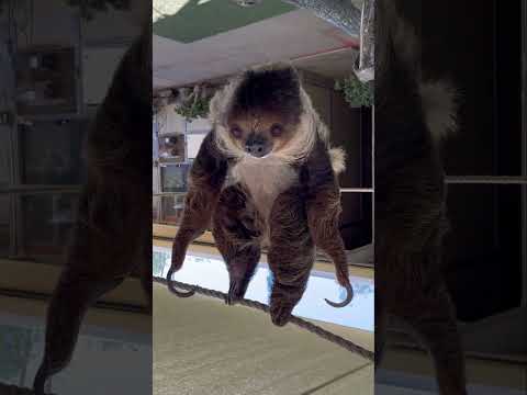 Groundbreaking discovery at the San Diego Zoo Safari Park!