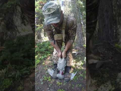How to clean a grouse