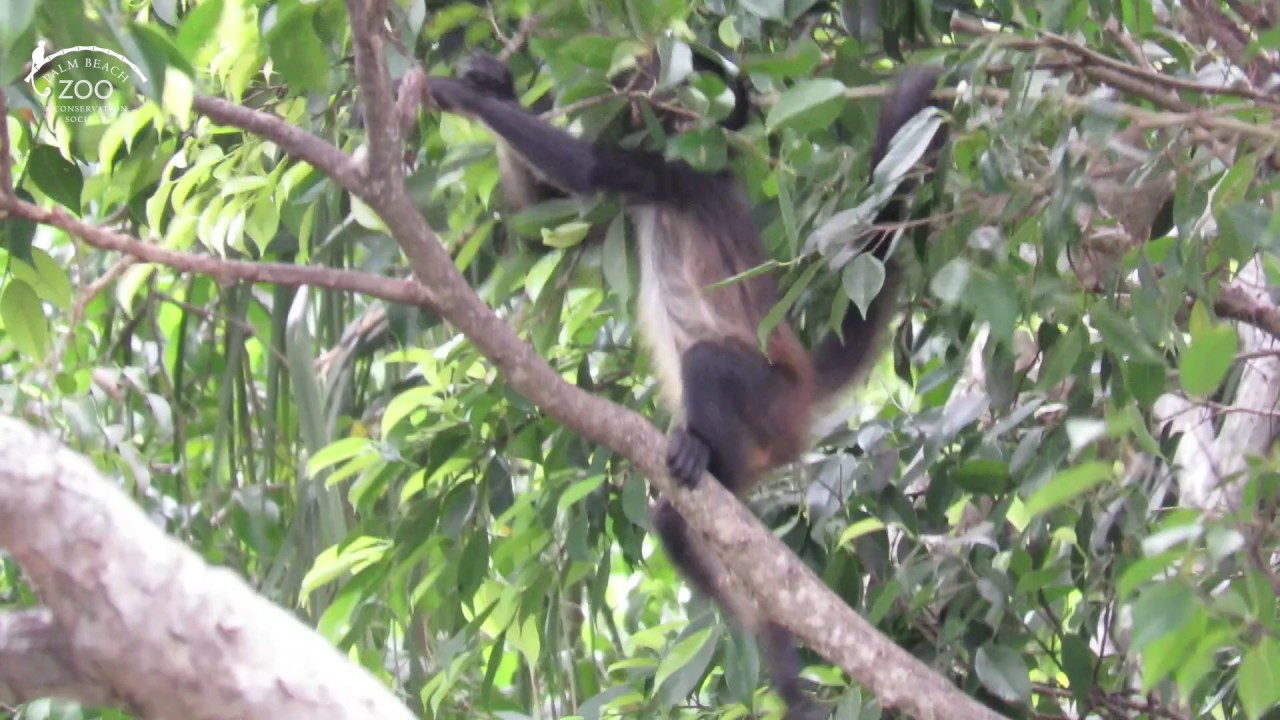 Remember to Spring Forward: Daylight Saving Time