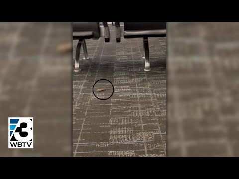Video: Mouse Seen Scampering Around Terminal At Charlotte Airport