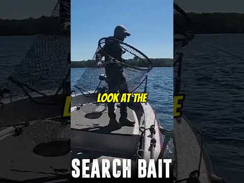 Tom Boley & Kalins Search Bait - ACME Tackle Co