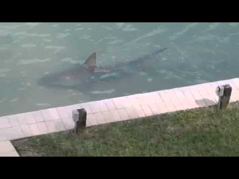 Shark Swims Into Florida Resident's Backyard
