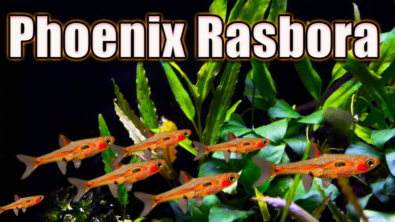 A Tiny Fish You NEED! Phoenix Rasbora Care and Breeding!