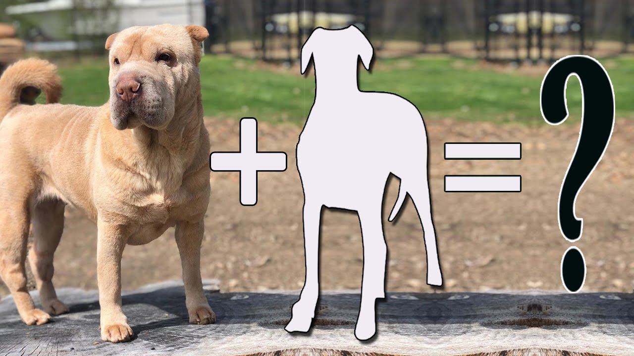 Top 10 Improbable Shar Pei Mixes | Shar Pei Cross Breeds