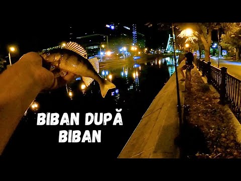 Distractie cu BIBANI pe Dambovita (Antrenament)