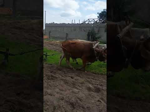 agricultural land preparation using oxen and a mould board plough.
