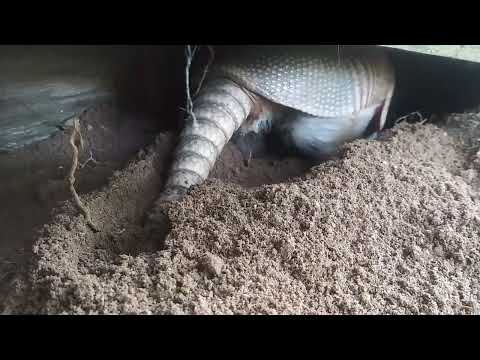 armadillo digging a burrow