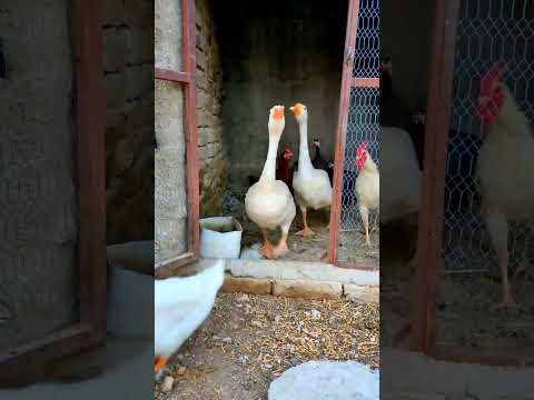 Pearl Hens,Hens,Duck🦆#shorts #beautiful #funny #duck #henchicken #chickendance
