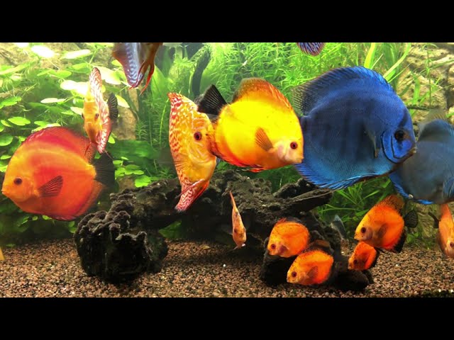 Home Rio Negro Discus - Rio Negro Discus