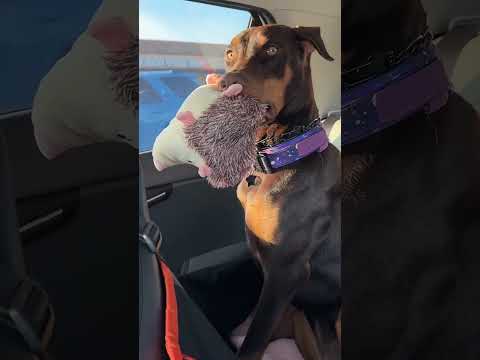 Morning Rides with Dobermans to Doggy Daycare #fok #doggy