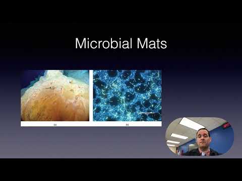 Bacteria and Archaea Lecture 1