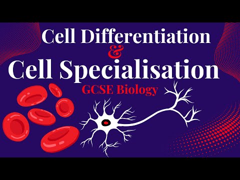 CELL DIFFERENTIATION AND SPECIALISATION GCSE BIOLOGY