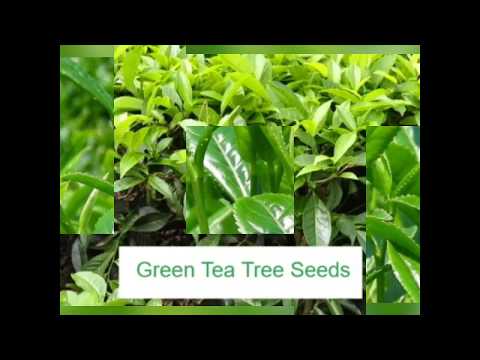 What is camellia sinensis