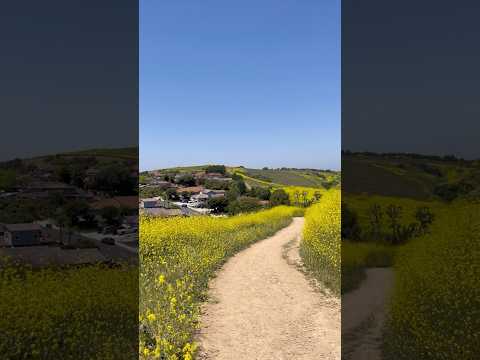 Landslide 1975 Fleetwood Mac #mustardhill #OrangeCounty #california
