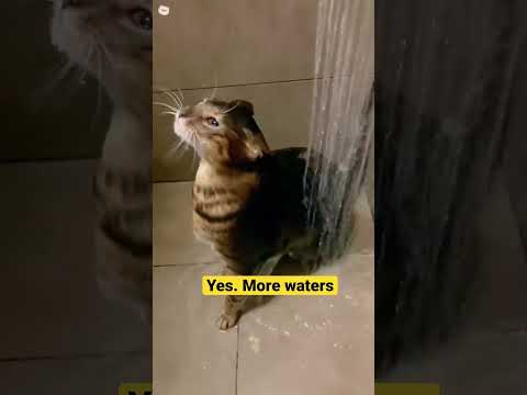 The only cat that likes water