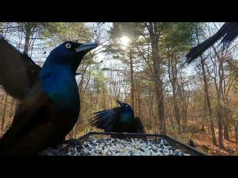 Common Grackles