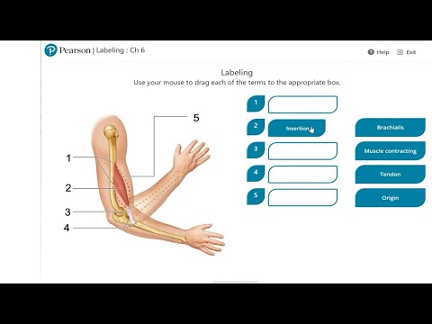 MyLab Medical Terminology