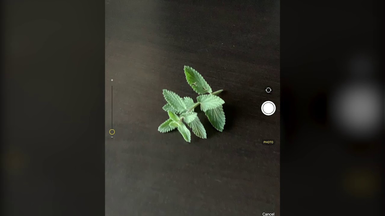Tech Tutorial: How to Use the PlantNet App