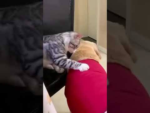 When dogs are taking revenge π€£π@FFA#meme#funny#gif #dance