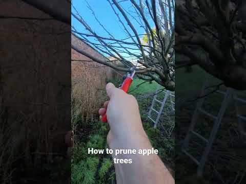 How to prune an apple tree #garden #gardening #apple #tree #pruning #horticulture #technique