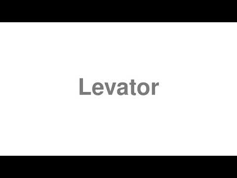 How to Pronounce "Levator"