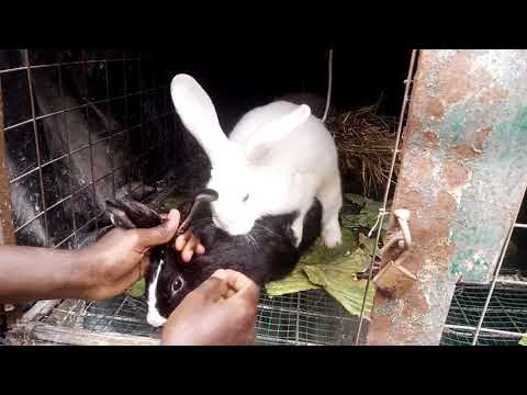 Mating rabbits. Assisted is a successful breeding.