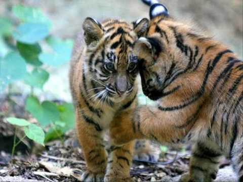 Cute pics of baby animals