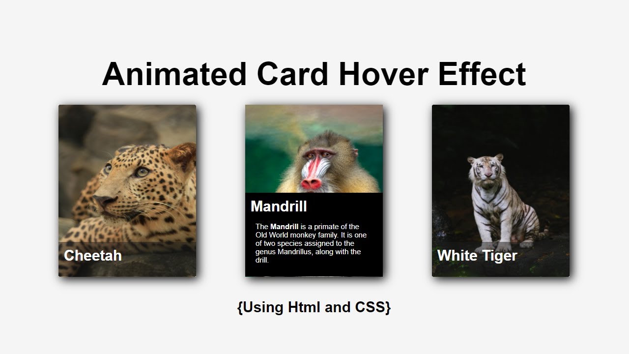 Animated Card Hover Effect | Html & CSS | CodeEra