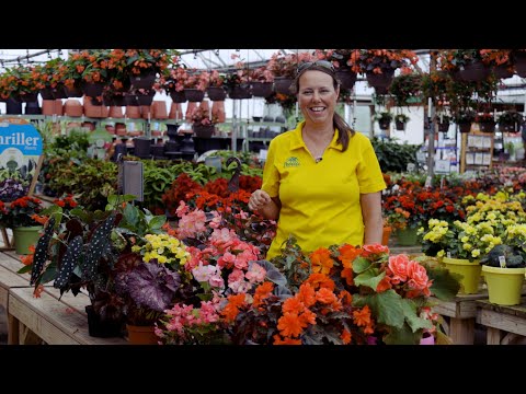 PETITTI Begonia Spotlight | Grow for Shade, Deer Resistance, & Pollinators