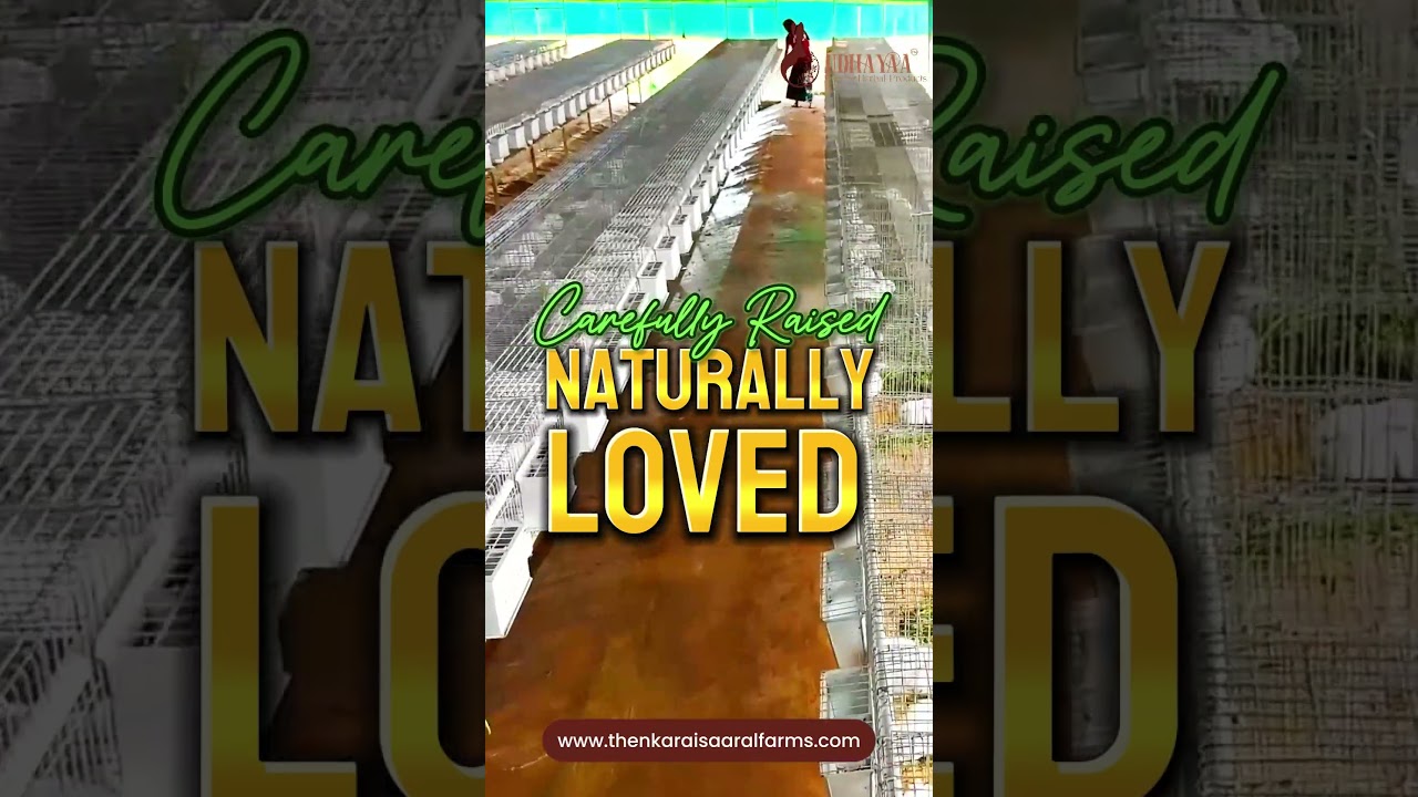 Farm-Fresh Rabbit Meat 🐇✨ | Naturally Raised at Thenkaraisaaral Farms