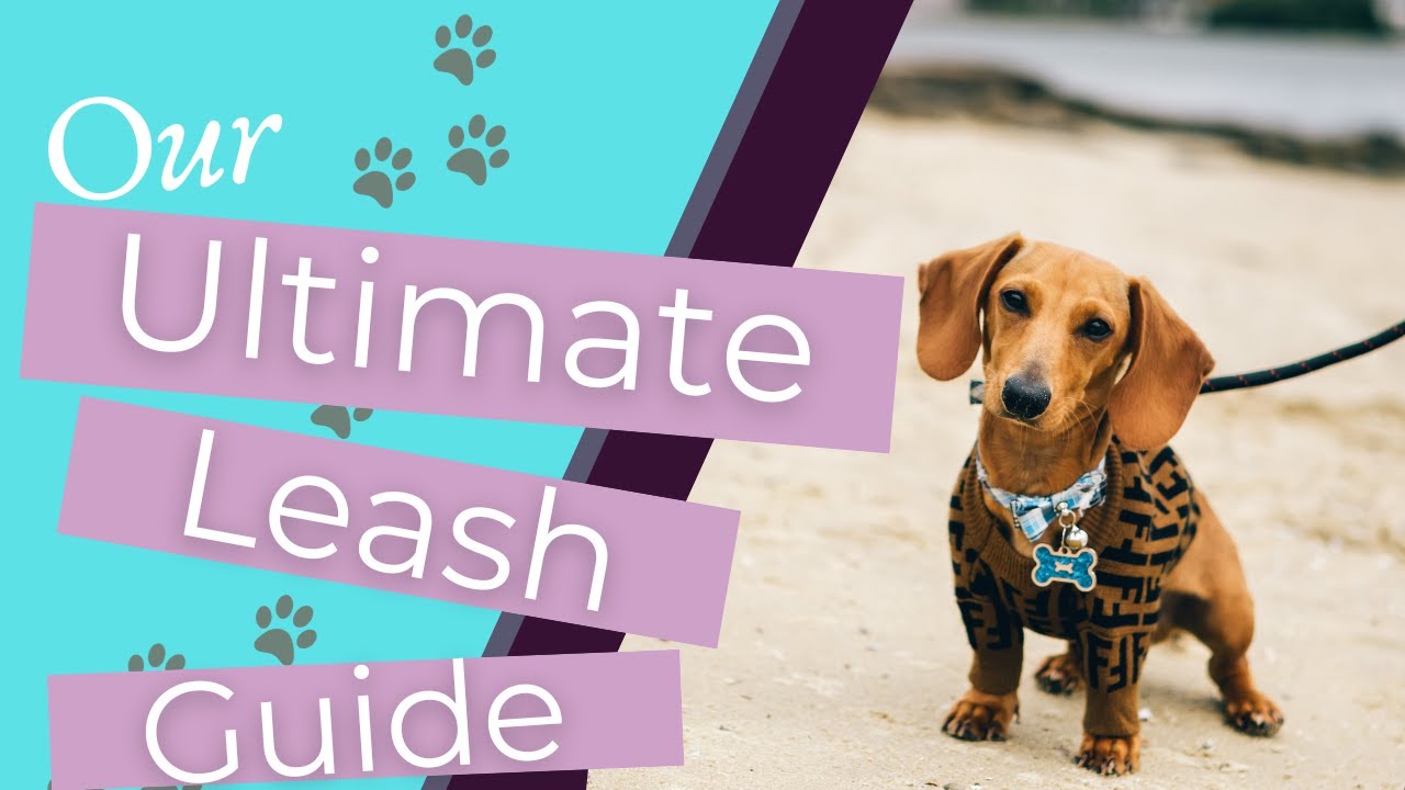 Our Ultimate Guide to Picking the Best Leash for Dogs (Including the Best Long Lead for Dogs!)