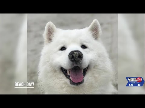 Pet Pics Sweepstakes: You get to share, we all get to enjoy