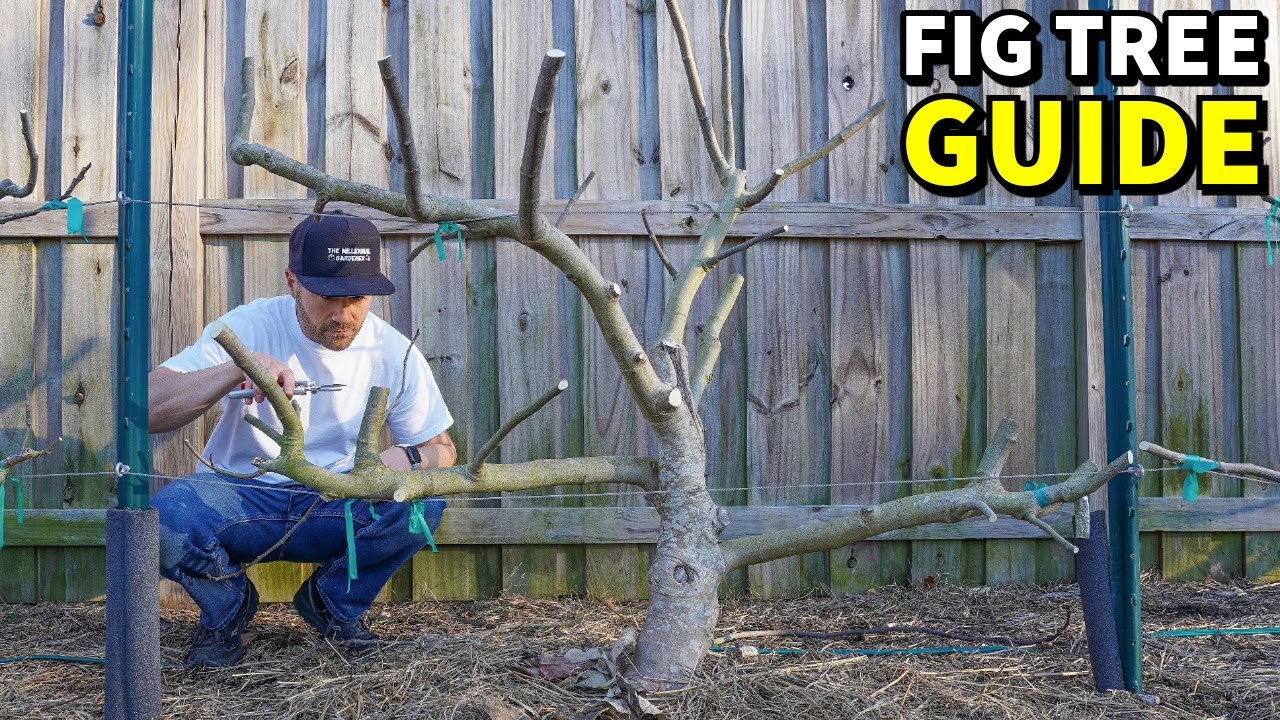 4 Reasons Your Fig Trees WON'T FRUIT [And How To Fix It!]