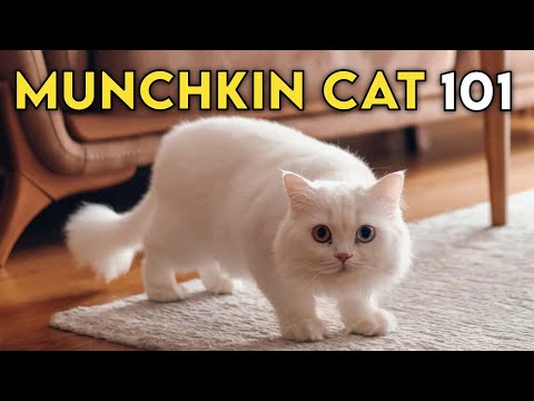 Munchkin Cat 101 - Learn ALL About Them!